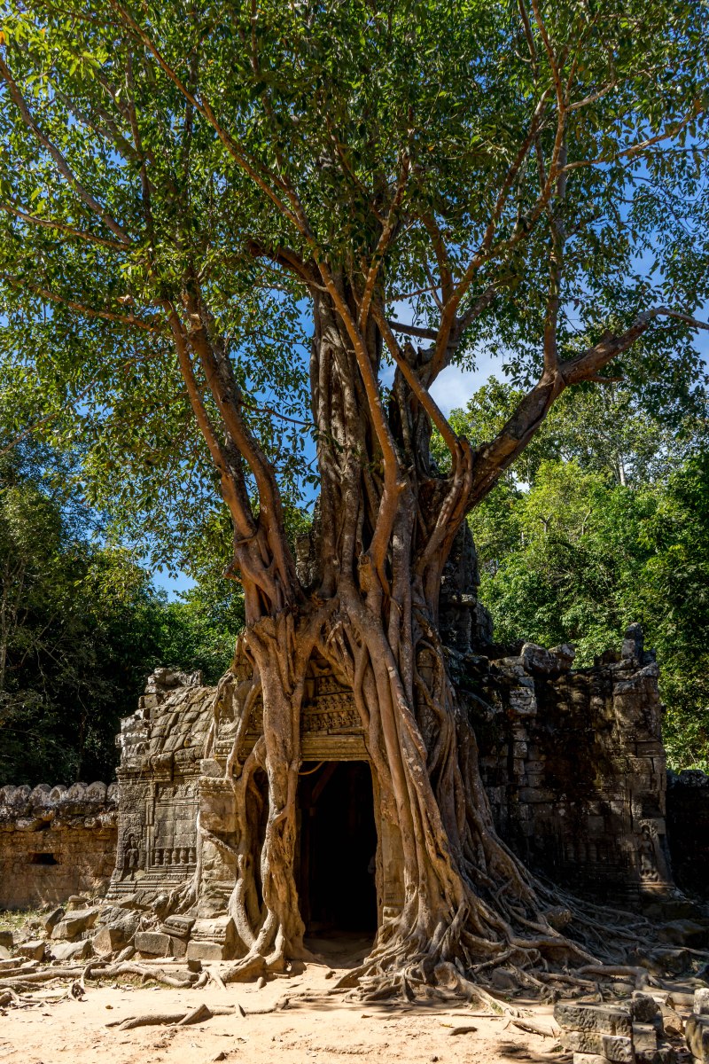 Photo Friday – Twisted Tree – The Wandering Engineer